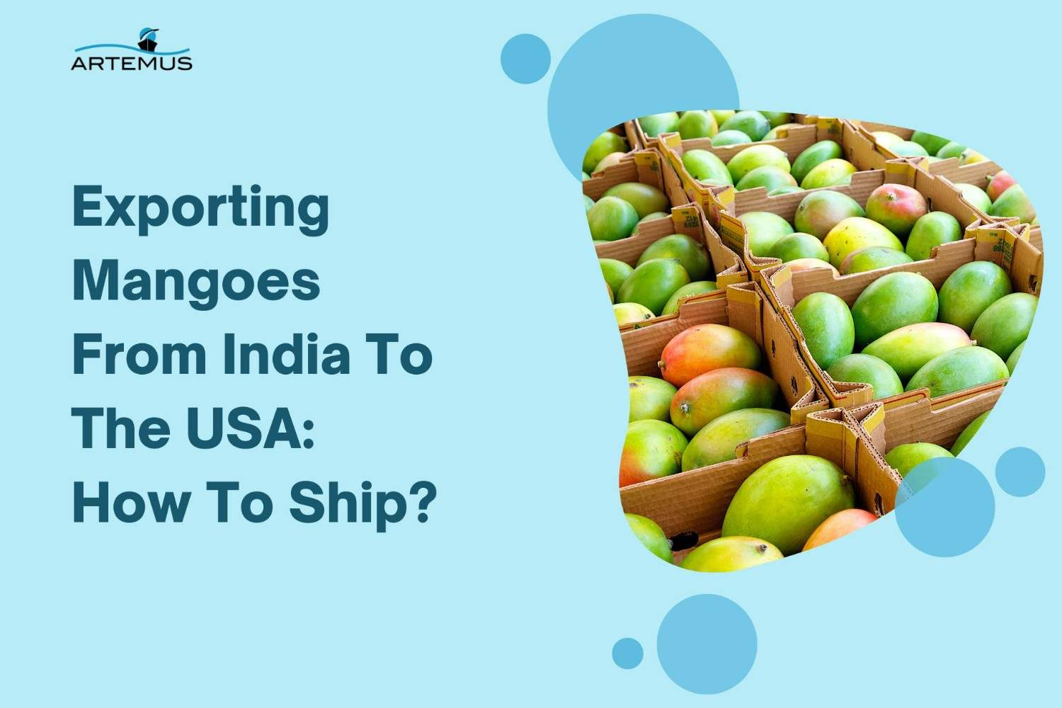 Exporting Mangoes From India To The USA: How To Ship?